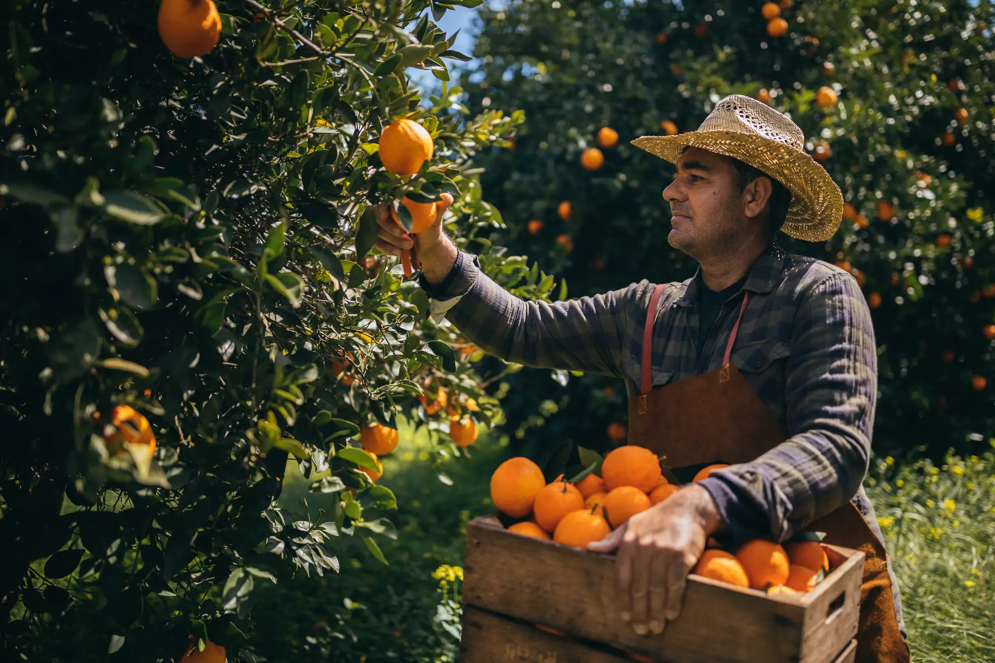 Fruit Picking and Farming Jobs in Australia for Foreigners: Work Visa ...
